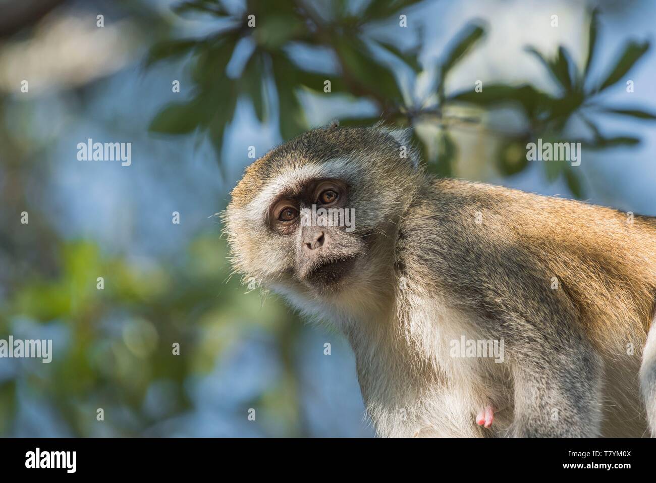 Kasungu national park malawi hi-res stock photography and images - Alamy