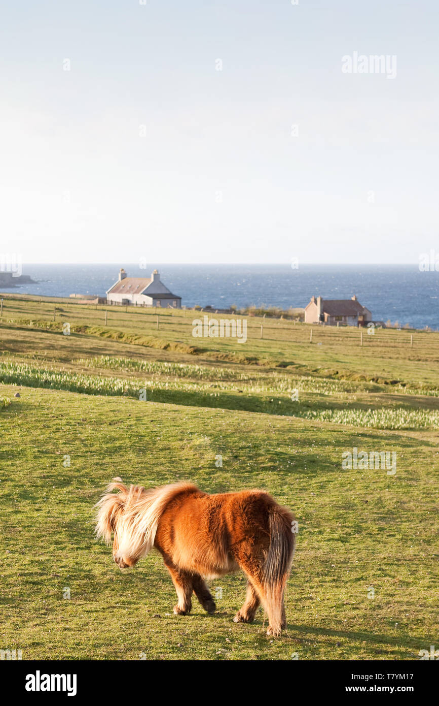 Shetland Pony photographed in Shetland Isles, North of Scotland, UK ...