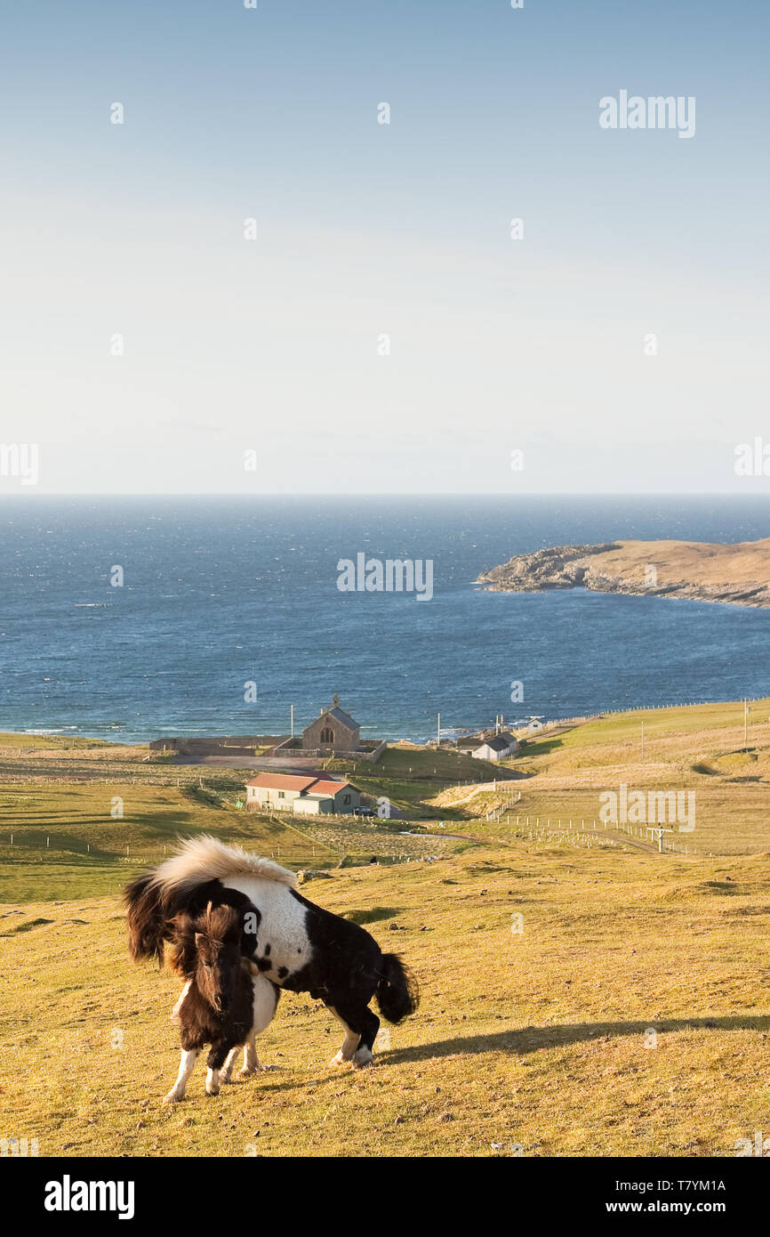 Shetland Pony photographed in Shetland Isles, North of Scotland, UK ...