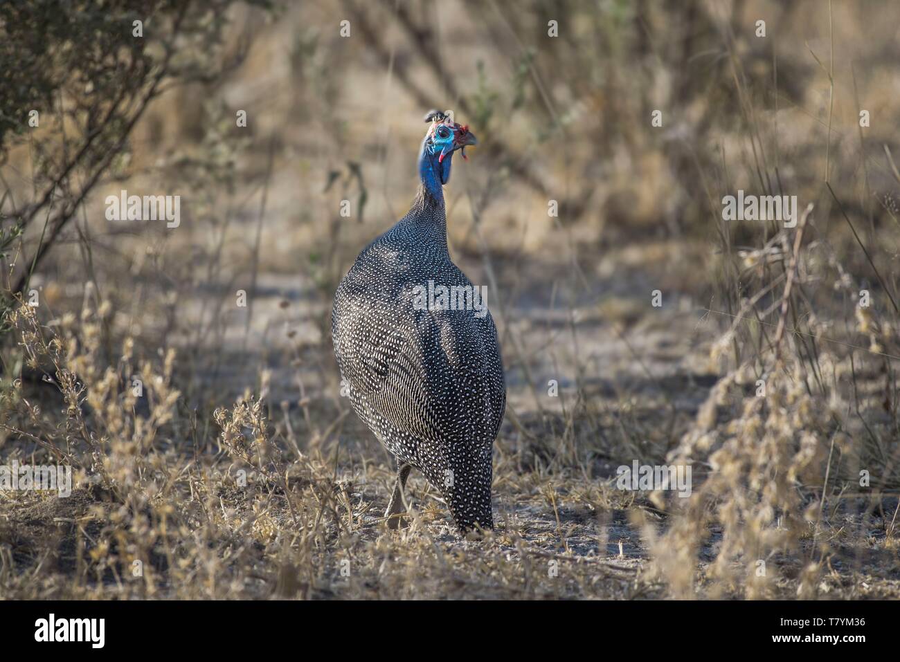 Botswana, Ngamiland, Okavango Delta, Moremi Game Reserve, helmeted ...