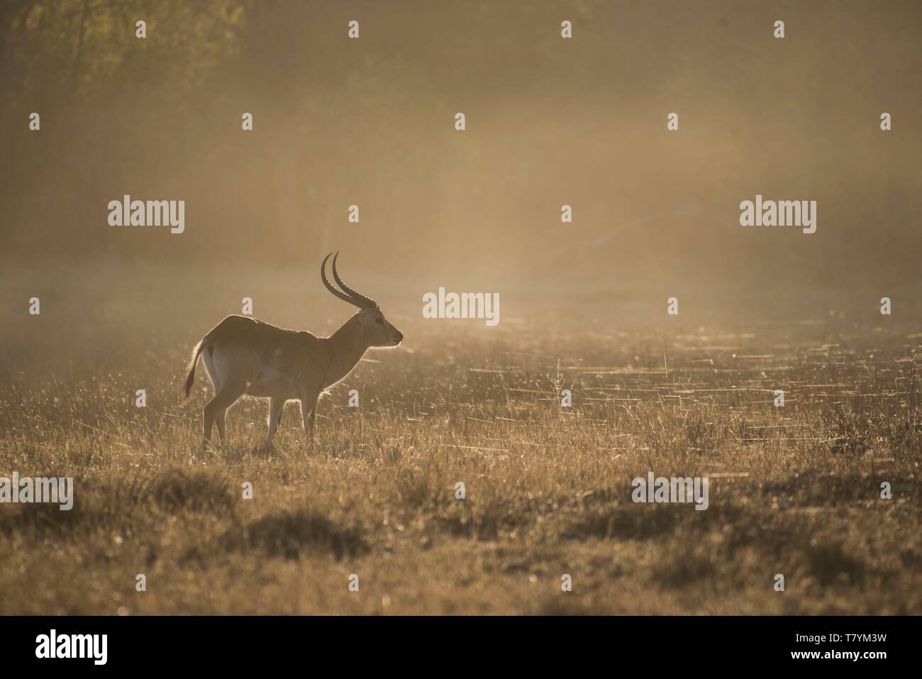 Animal puku wildlife hi-res stock photography and images - Alamy