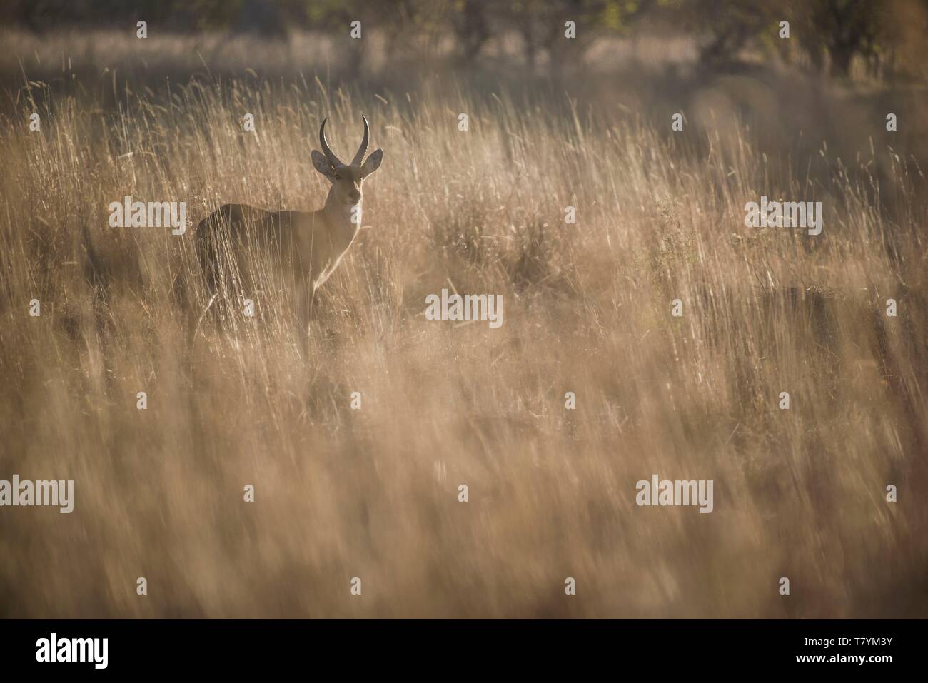 Animal puku wildlife hi-res stock photography and images - Alamy