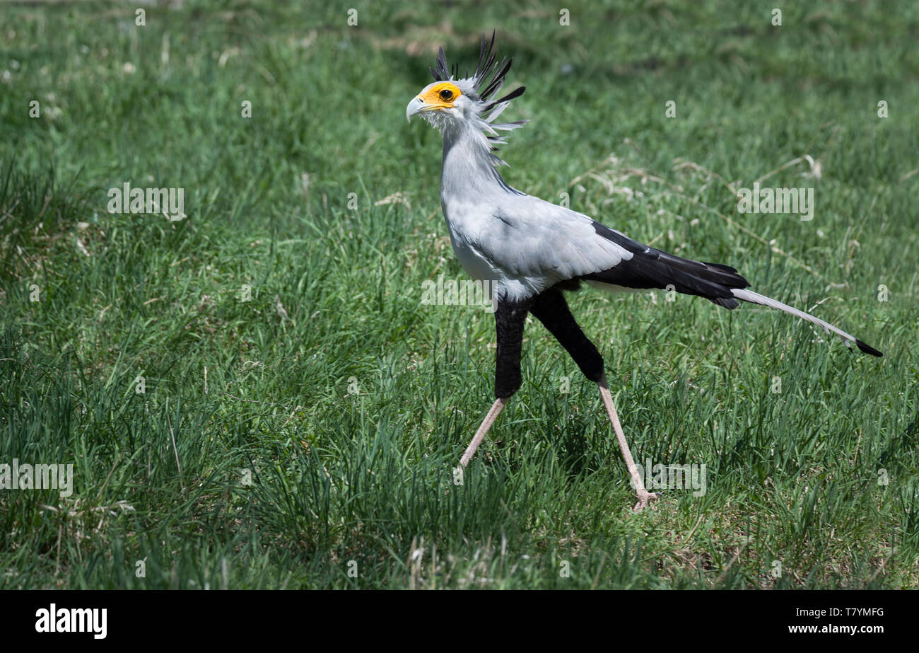 Large raptor hi-res stock photography and images - Alamy