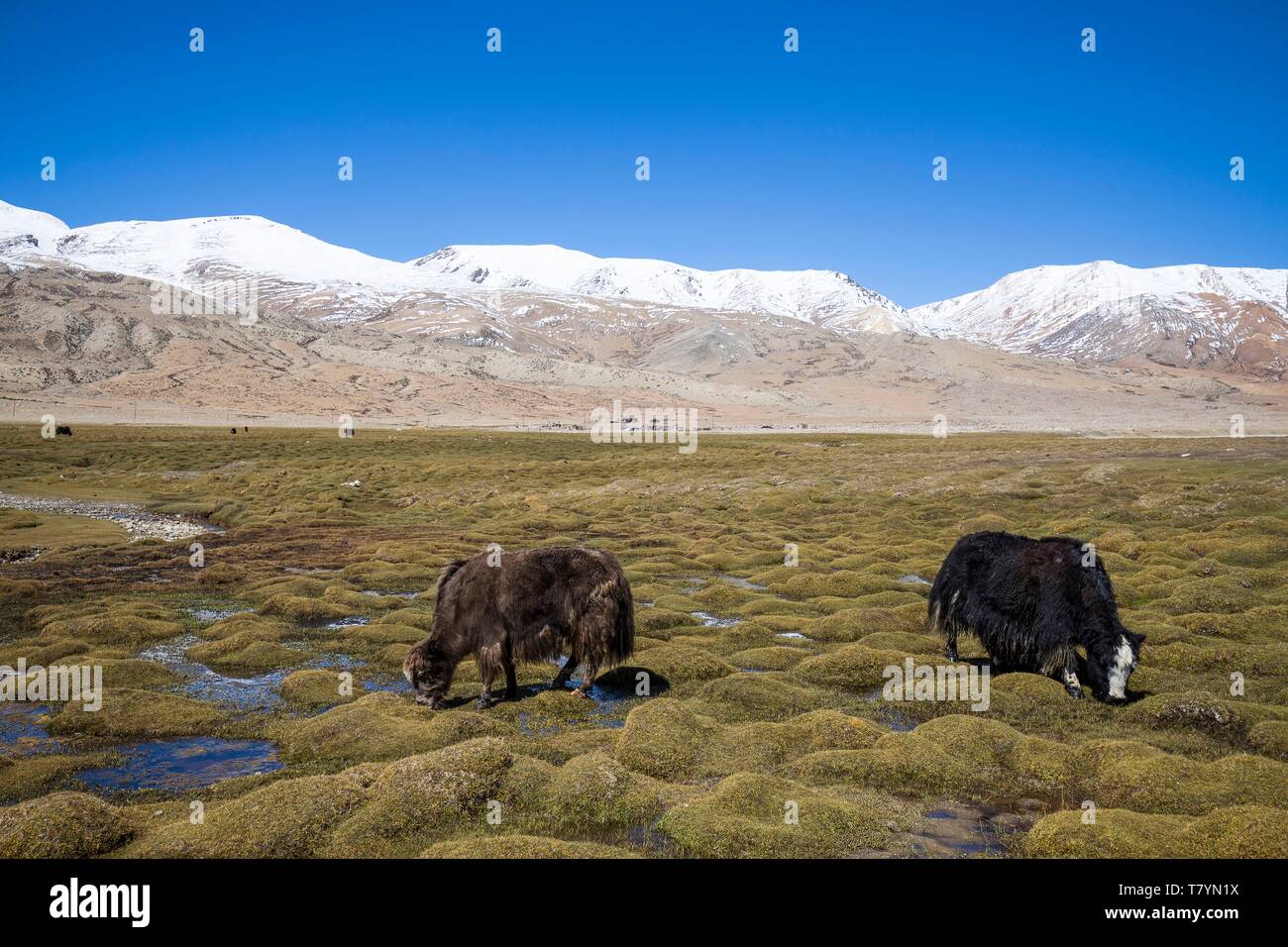India, Jammu and Kashmir, Himalaya, Ladakh, Changthang (Changtang ...