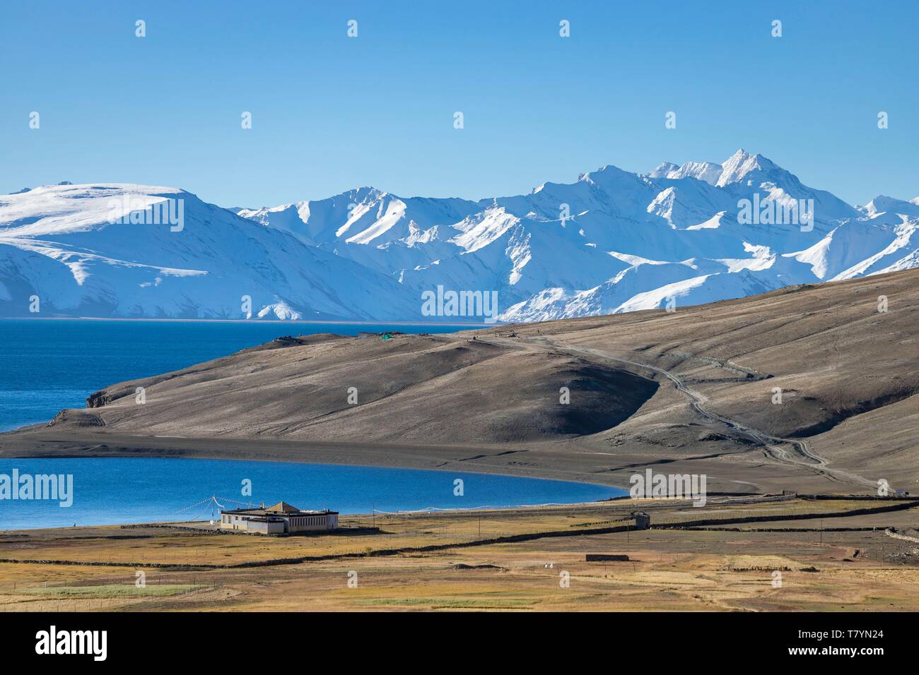 India, Jammu and Kashmir, Himalaya, Ladakh, Changthang Plateau ...