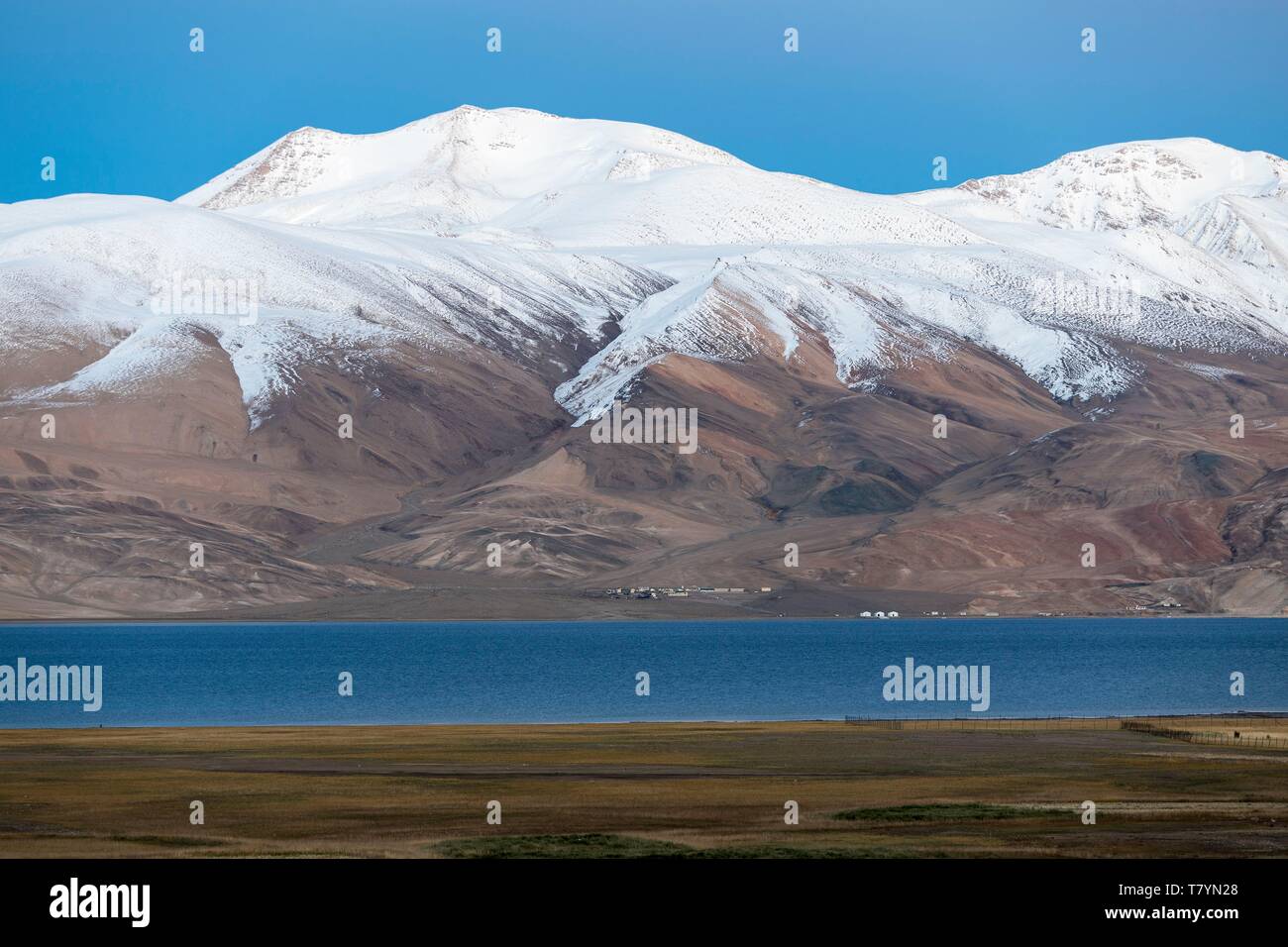 India, Jammu and Kashmir, Himalaya, Ladakh, Changthang Plateau ...