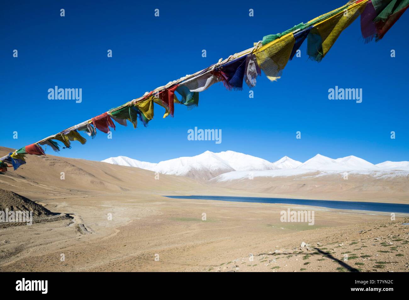 India, Jammu and Kashmir, Himalaya, Ladakh, Changthang Plateau ...