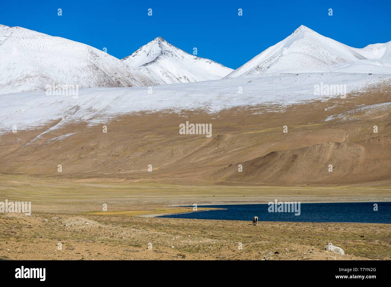 India, Jammu and Kashmir, Himalaya, Ladakh, Changthang Plateau ...