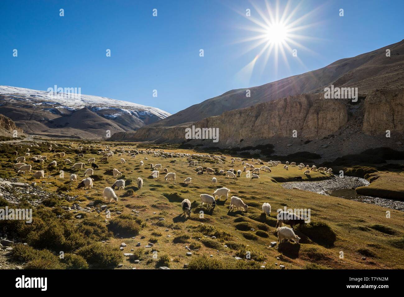 India changthang jammu kashmir goat hi-res stock photography and images ...
