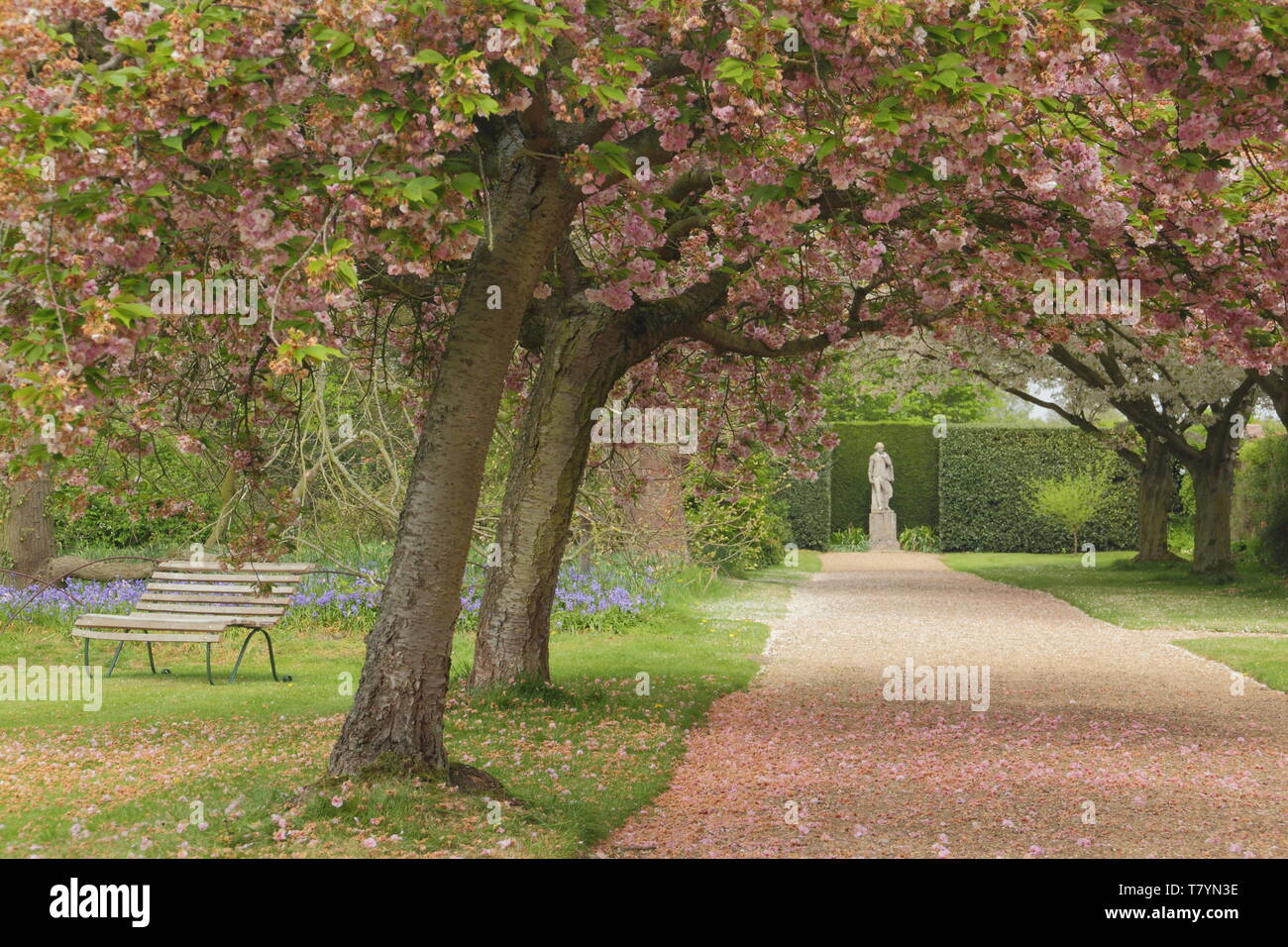 Doddington hall garden cherry hi-res stock photography and images - Alamy