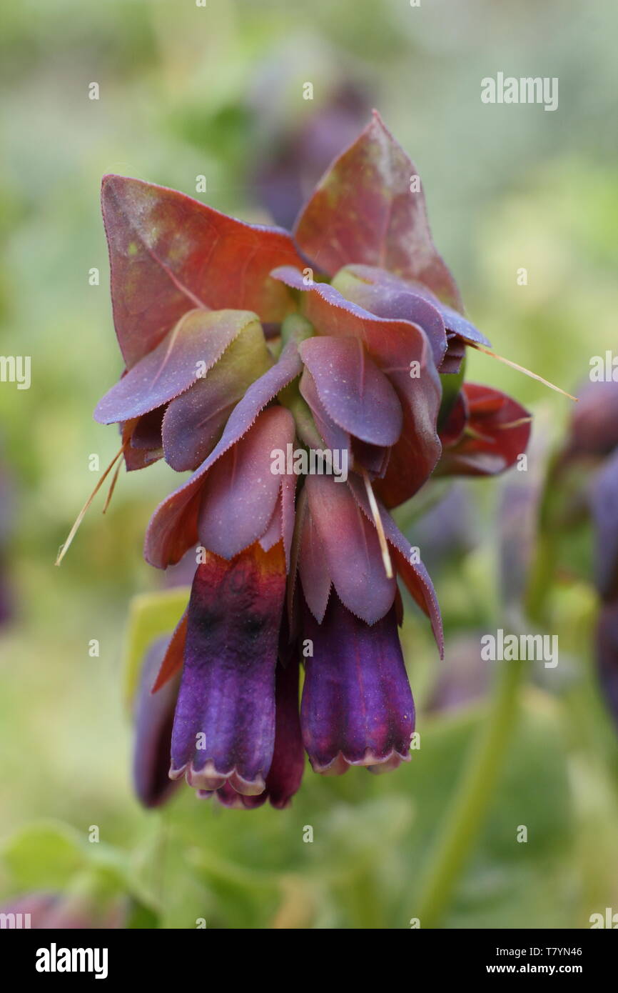 Hoenywort cerinthe major purpurascens hi-res stock photography and ...