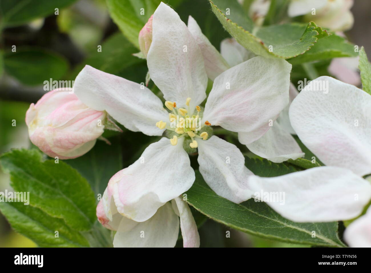 King pippins hi-res stock photography and images - Alamy