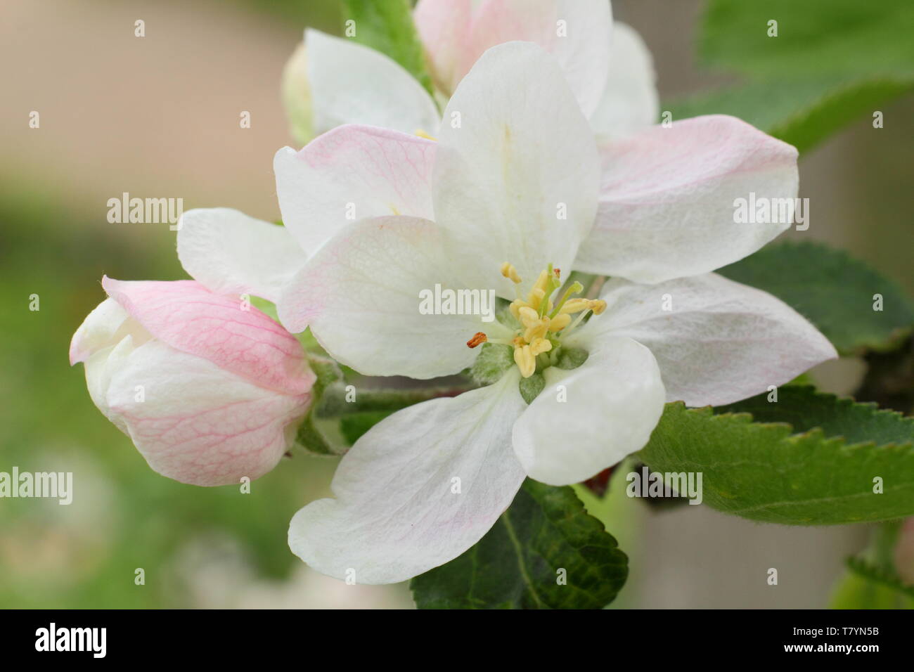 King pippins hi-res stock photography and images - Alamy