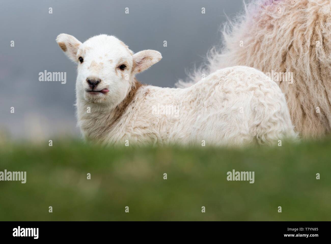 United Kingdom, Wales, West Glamorgan, Gower Peninsular, Rhossili Bay ...