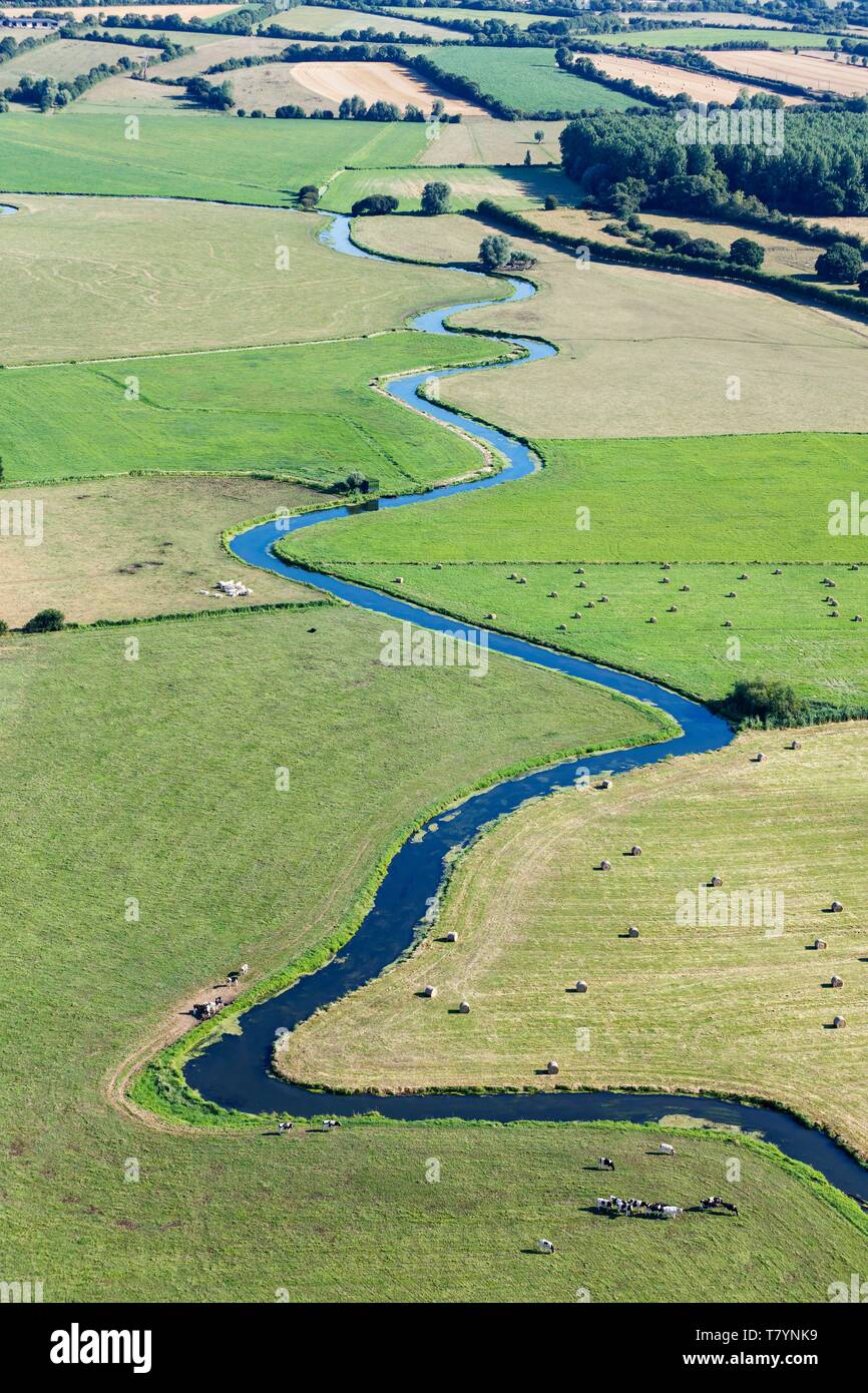 France, Manche, Ste Mere Eglise, cows and meadows near the Merderet ...