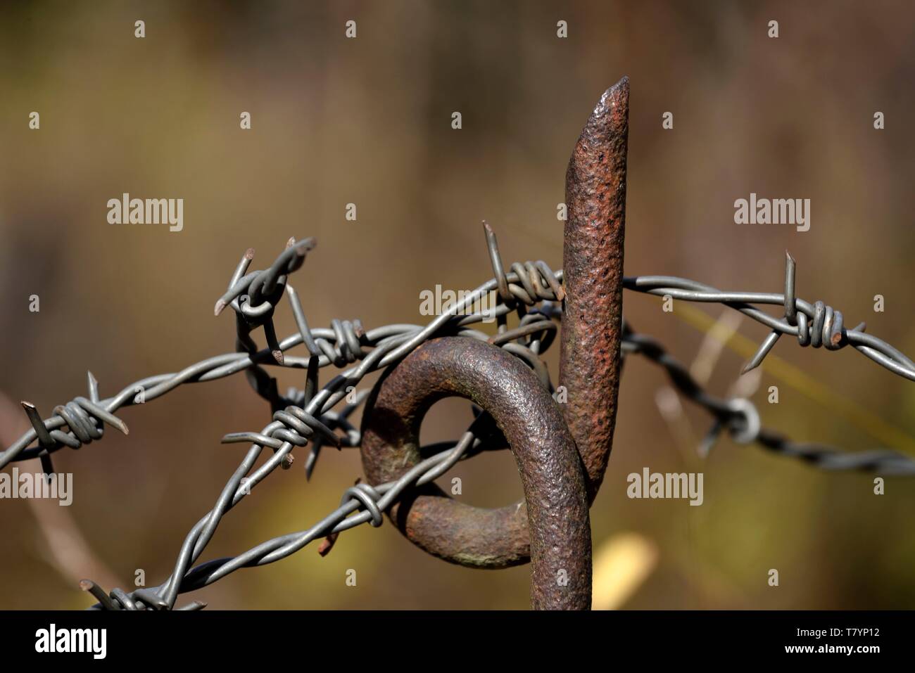 Types of barbed wire hi-res stock photography and images - Alamy