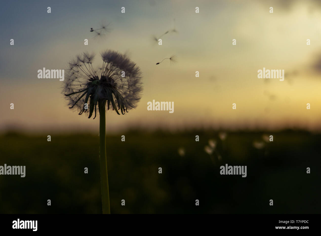 dandelion puffball flower blowing by the wind in sunset Stock Photo - Alamy