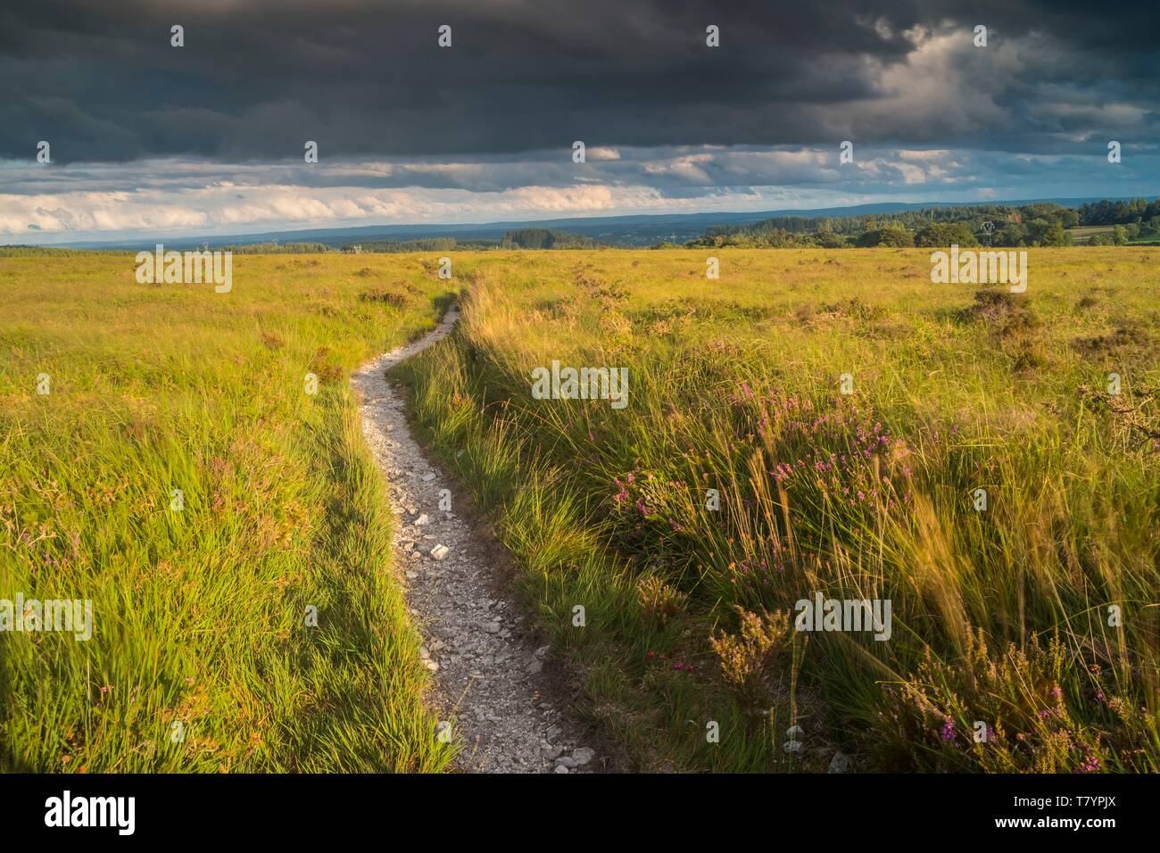 France, Finistere, Armorican Massif, the Monts d'Arree are part of the ...