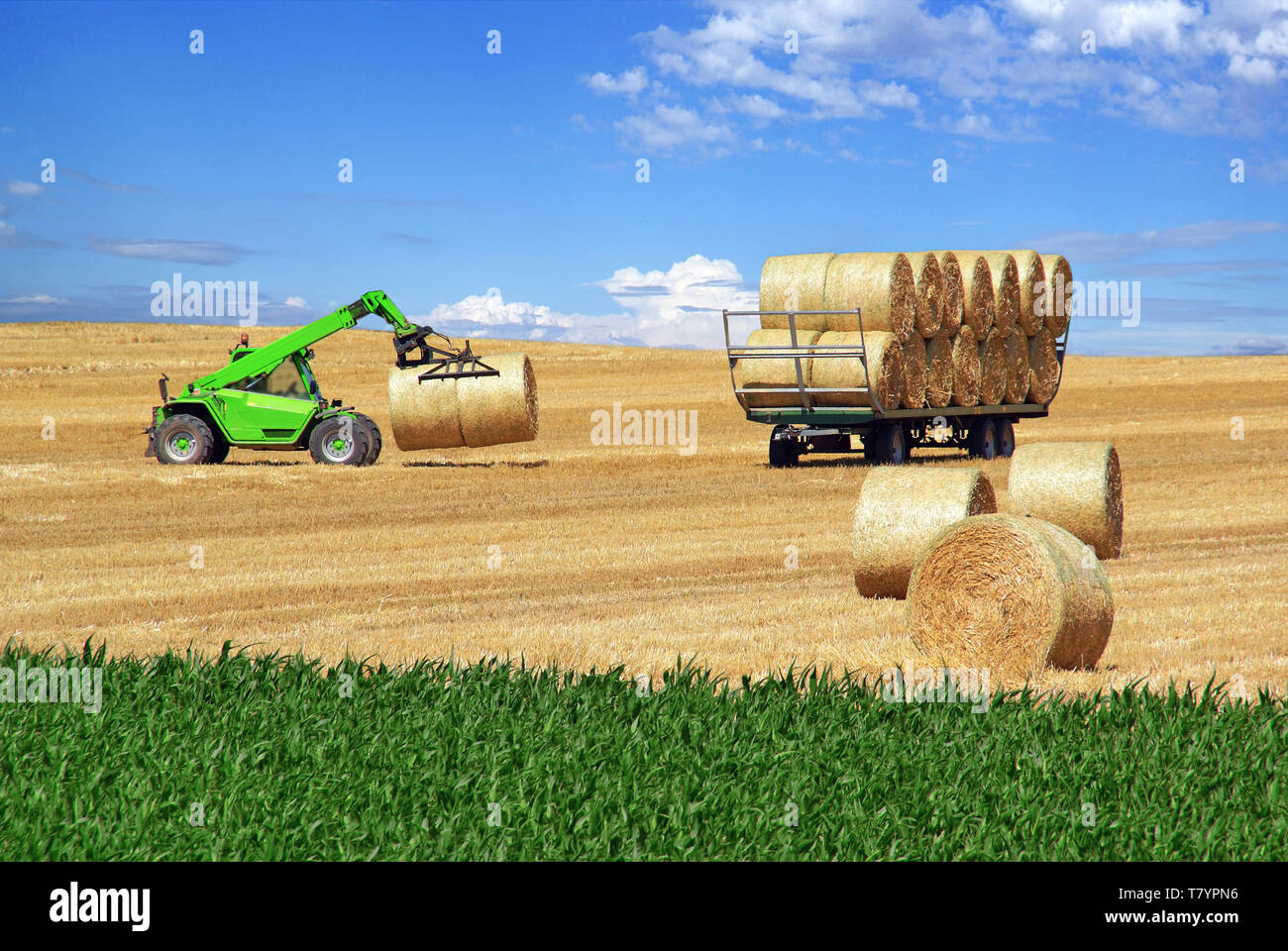Loading bales of straw on an agricultural trailer Stock Photo - Alamy