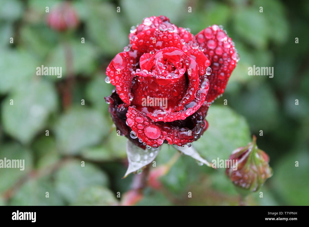 Rain Drop Rose Stock Photo - Alamy