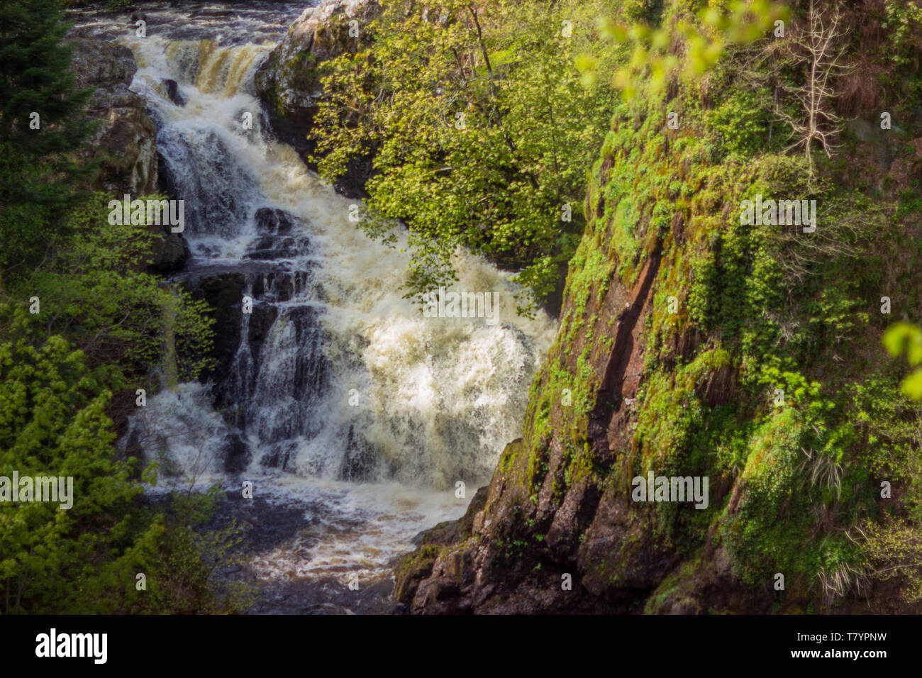 Moss Rocks Trees High Resolution Stock Photography and Images - Alamy