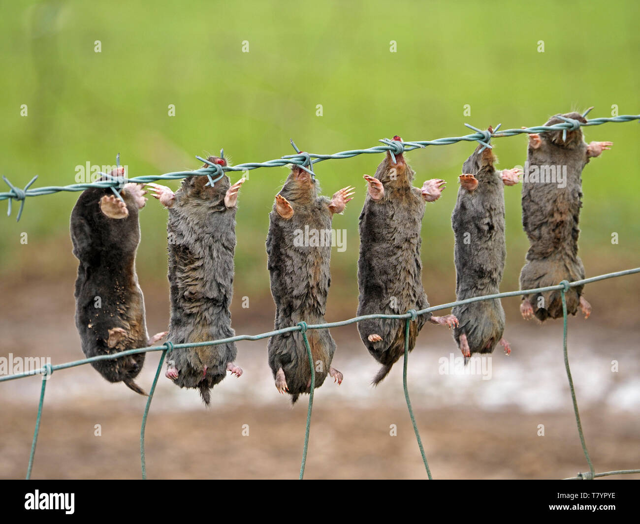 trapped European Moles (Talpa europaea) perceived as pests & hung up on ...