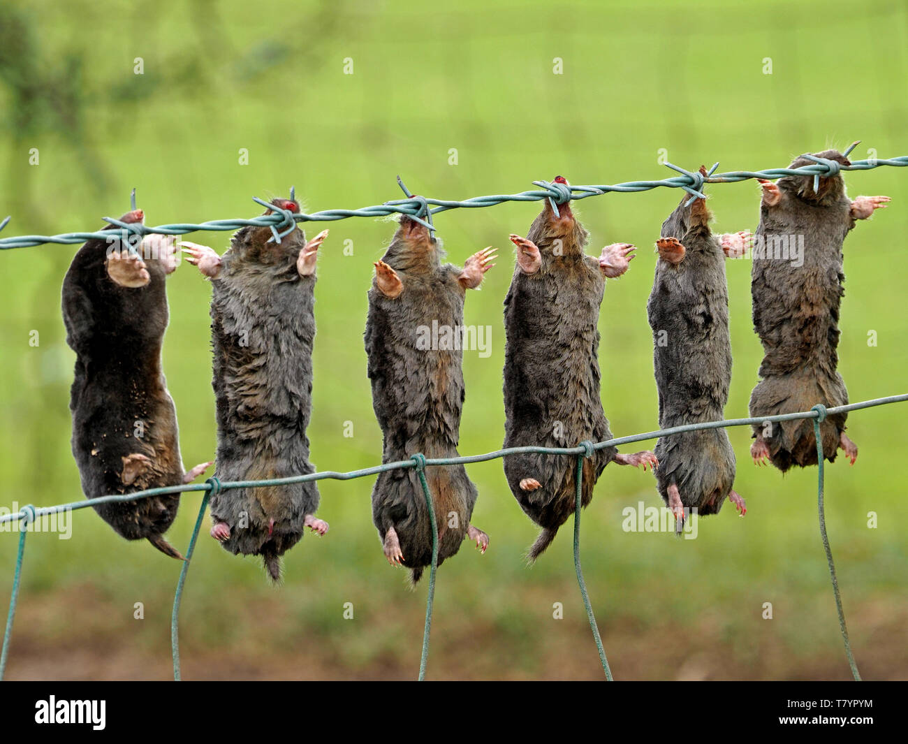 trapped European Moles (Talpa europaea) perceived as pests & hung up on ...