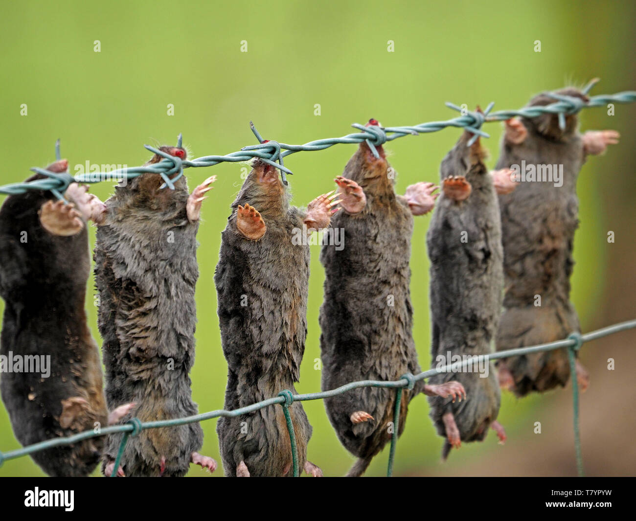 Moles strung up on wire fence hi-res stock photography and images - Alamy