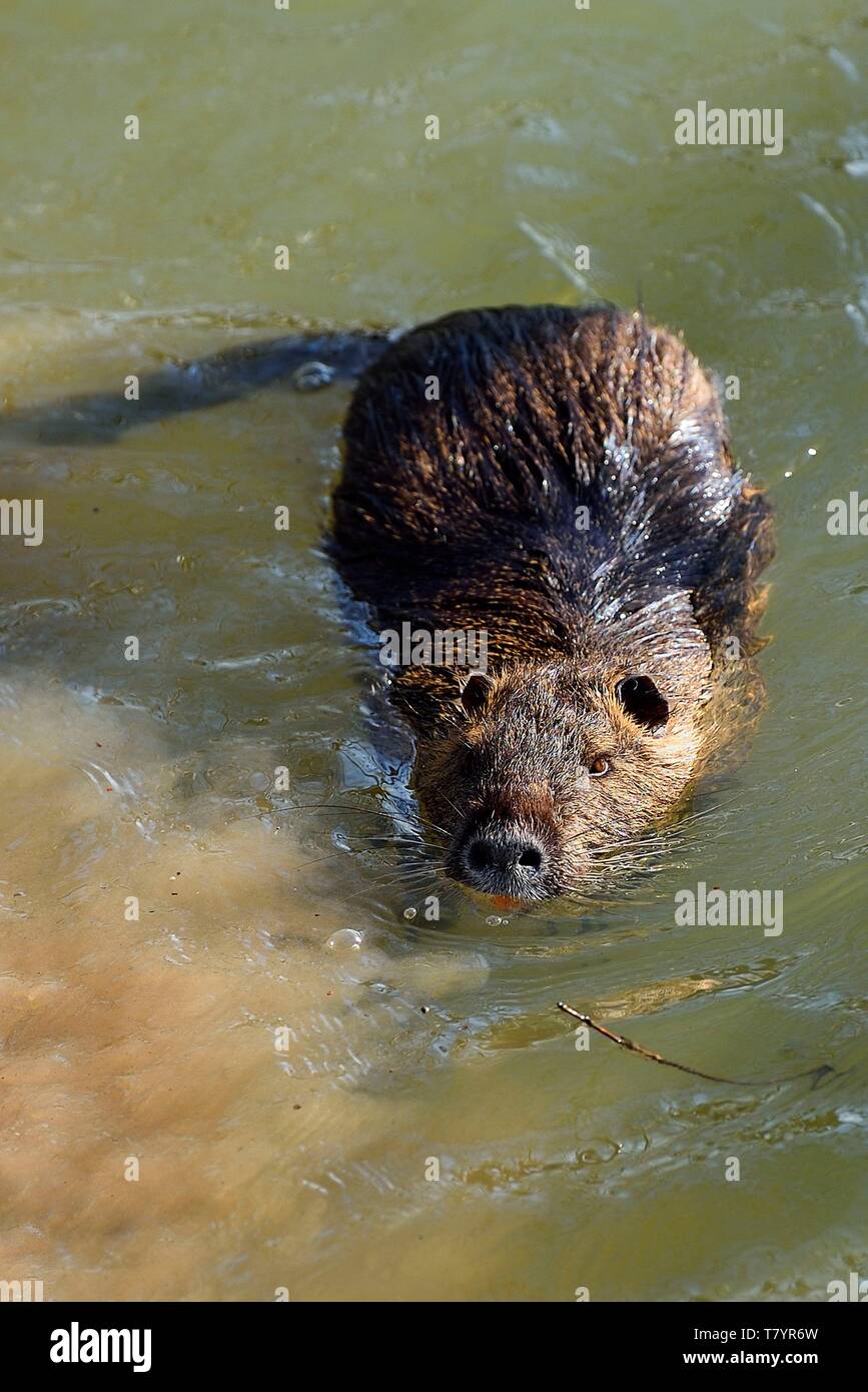 Nutria vertical hi-res stock photography and images - Alamy