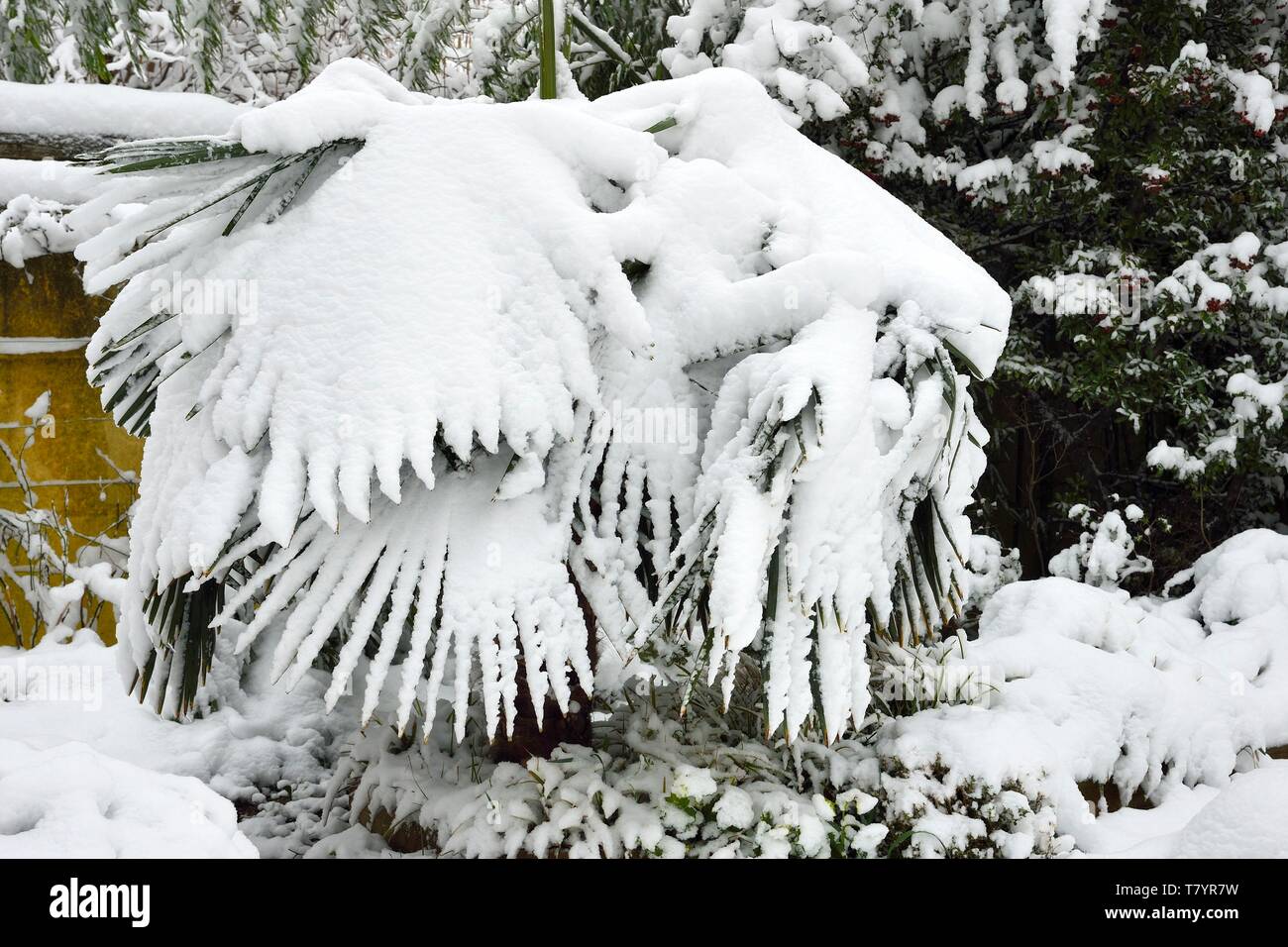 Bending palm tree hi-res stock photography and images - Alamy