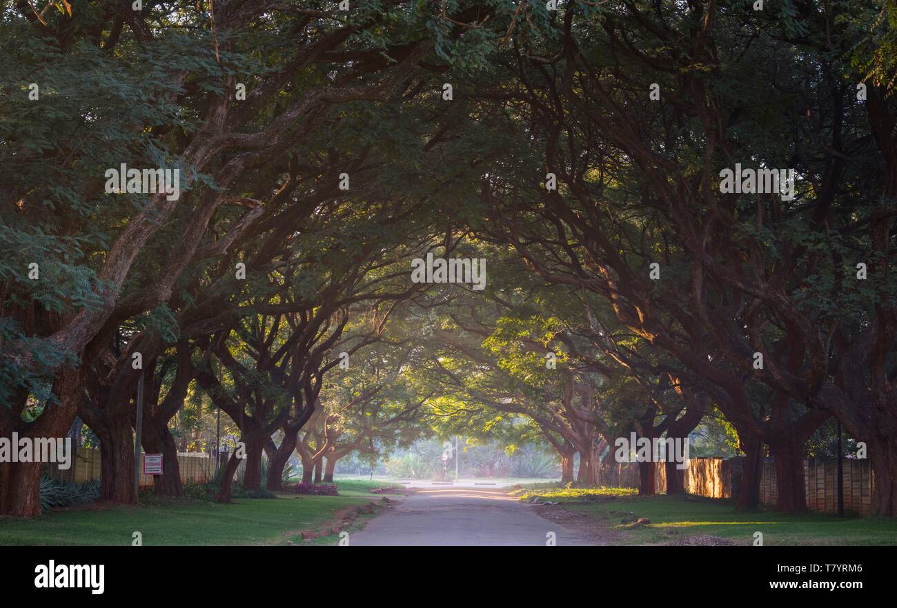 Zimbabwe, Harare, Fleetwood Road, alley at sunrise Stock Photo - Alamy