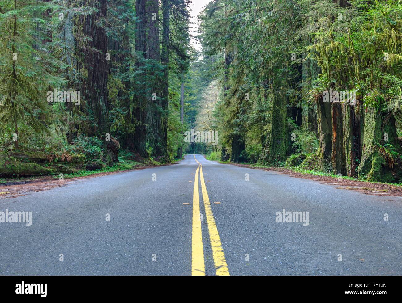 United states california redwood national park hi-res stock photography ...