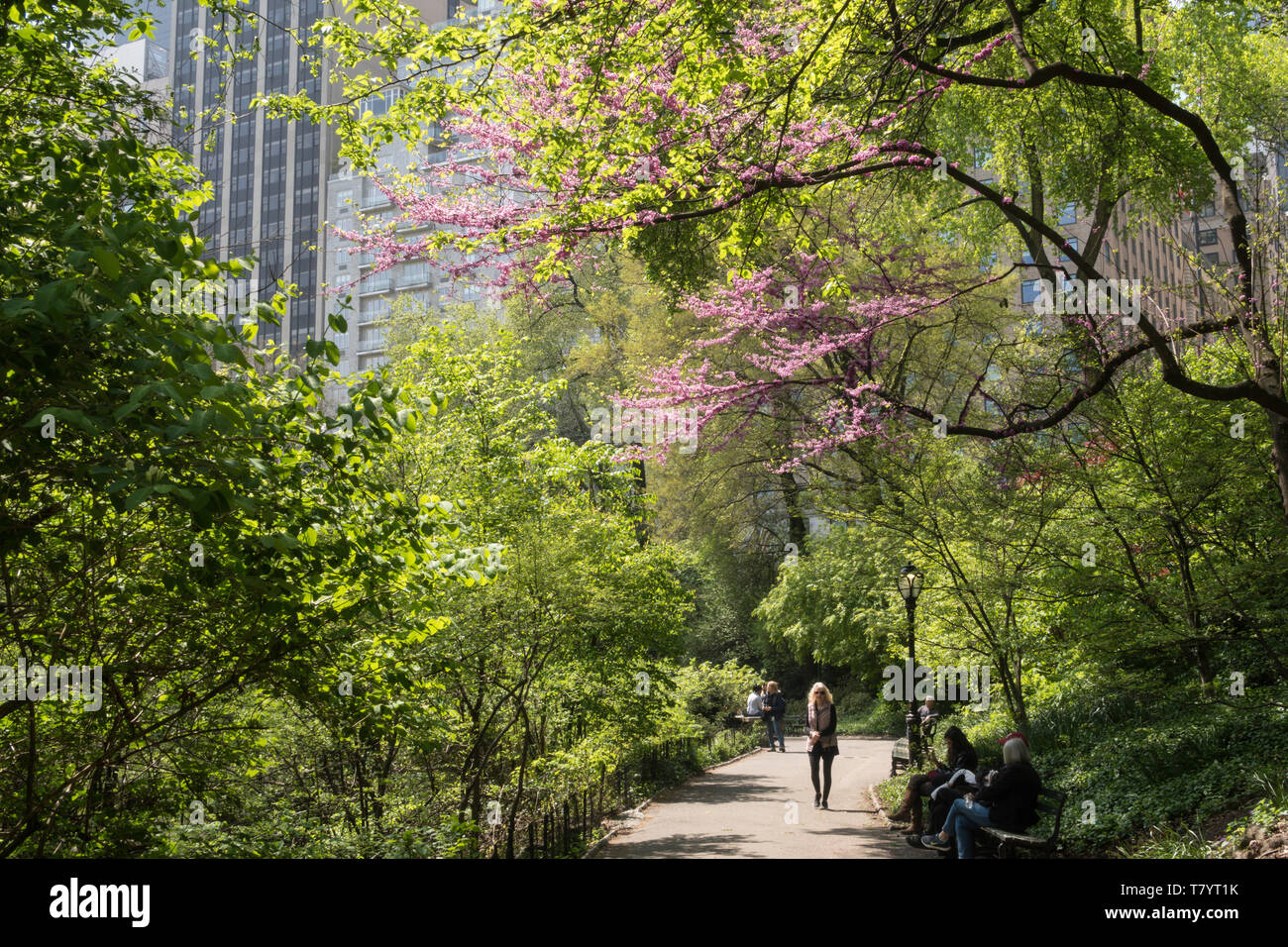 Central Park in New York City is popular in springtime, USA Stock Photo ...