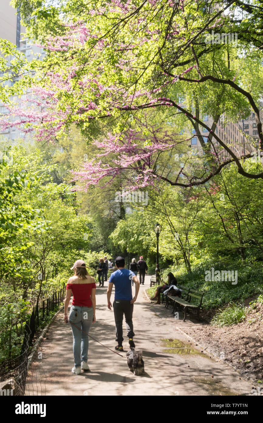 Central Park in New York City is popular in springtime, USA Stock Photo ...