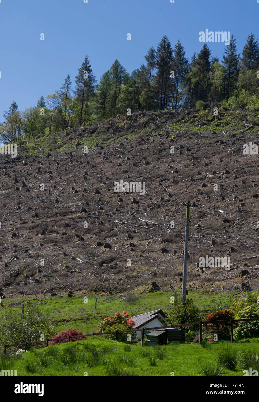 Logging and deforestation at the edge of Snowdonia National Park,Wales ...