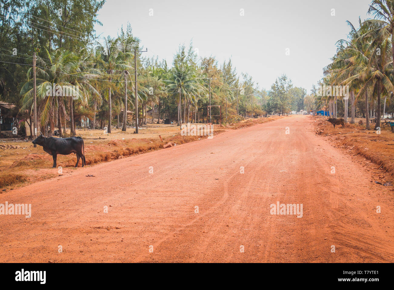 empty rural road through palm tree landscape with buffalo Stock Photo ...