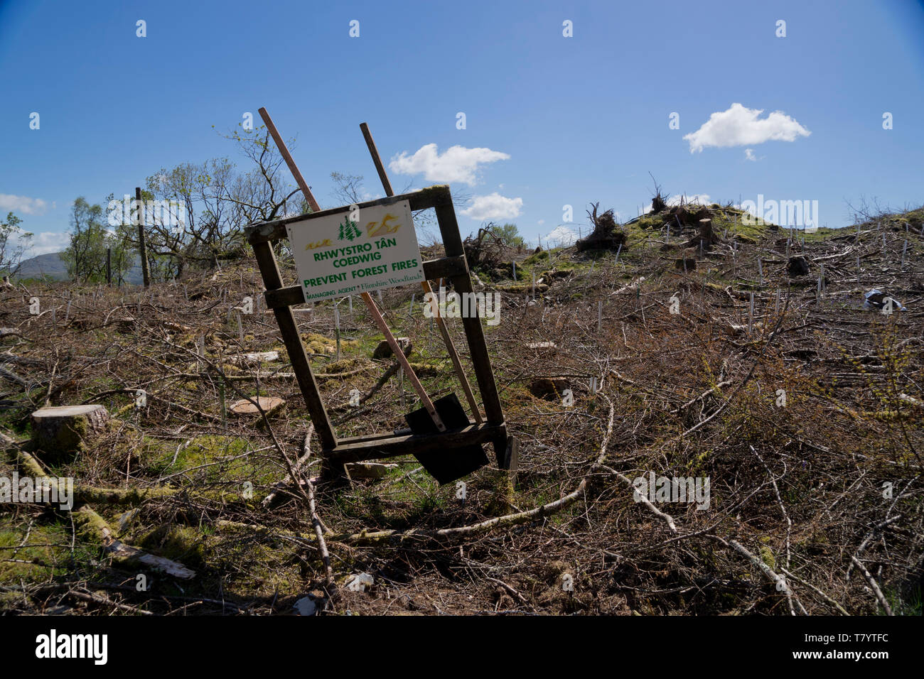 Logging and deforestation at the edge of Snowdonia National Park,Wales ...