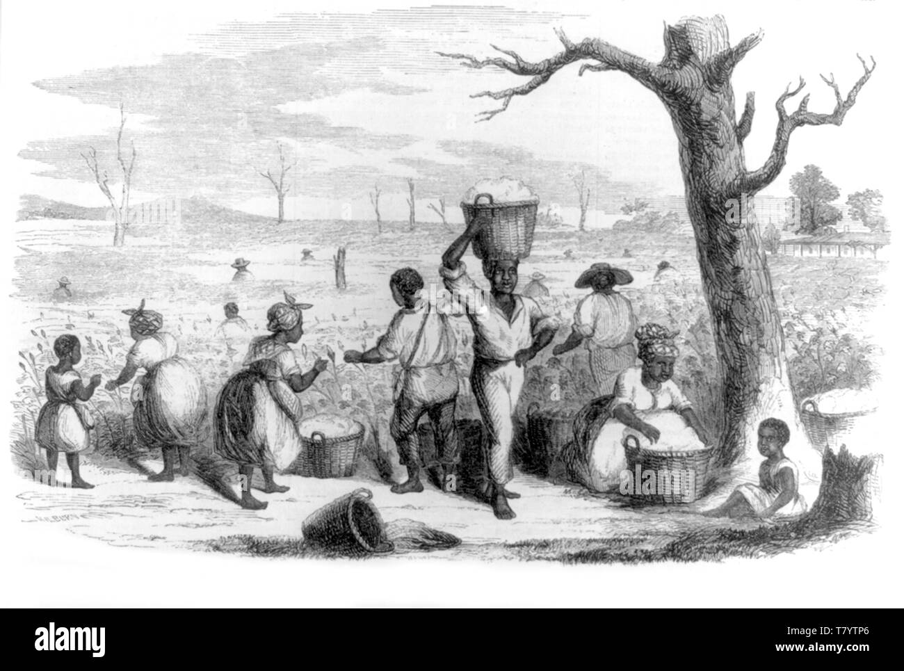 Slavery, Georgia Cotton Plantation, 1858 Stock Photo - Alamy