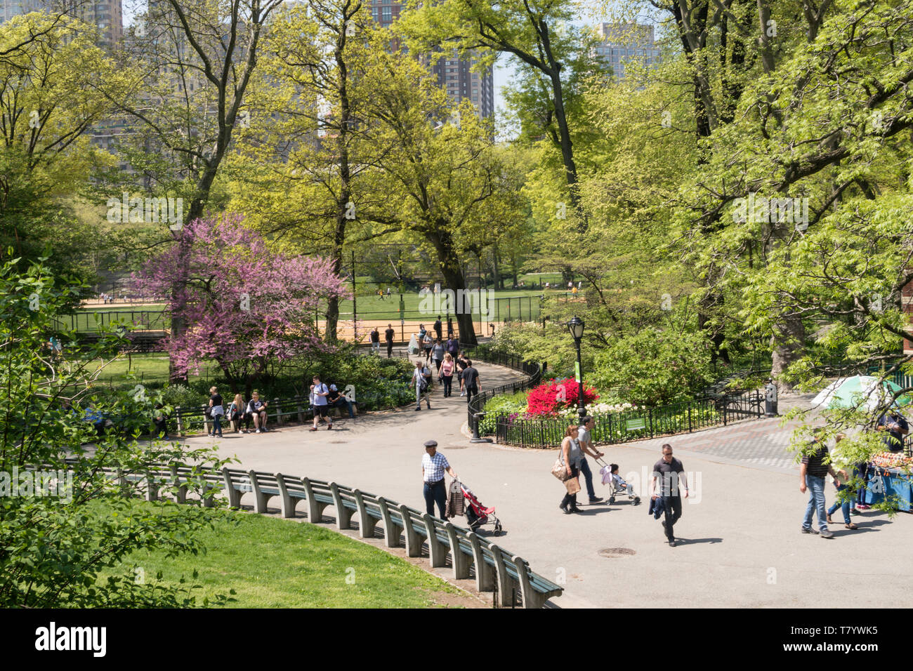 Central Park in New York City is popular in springtime, USA Stock Photo ...
