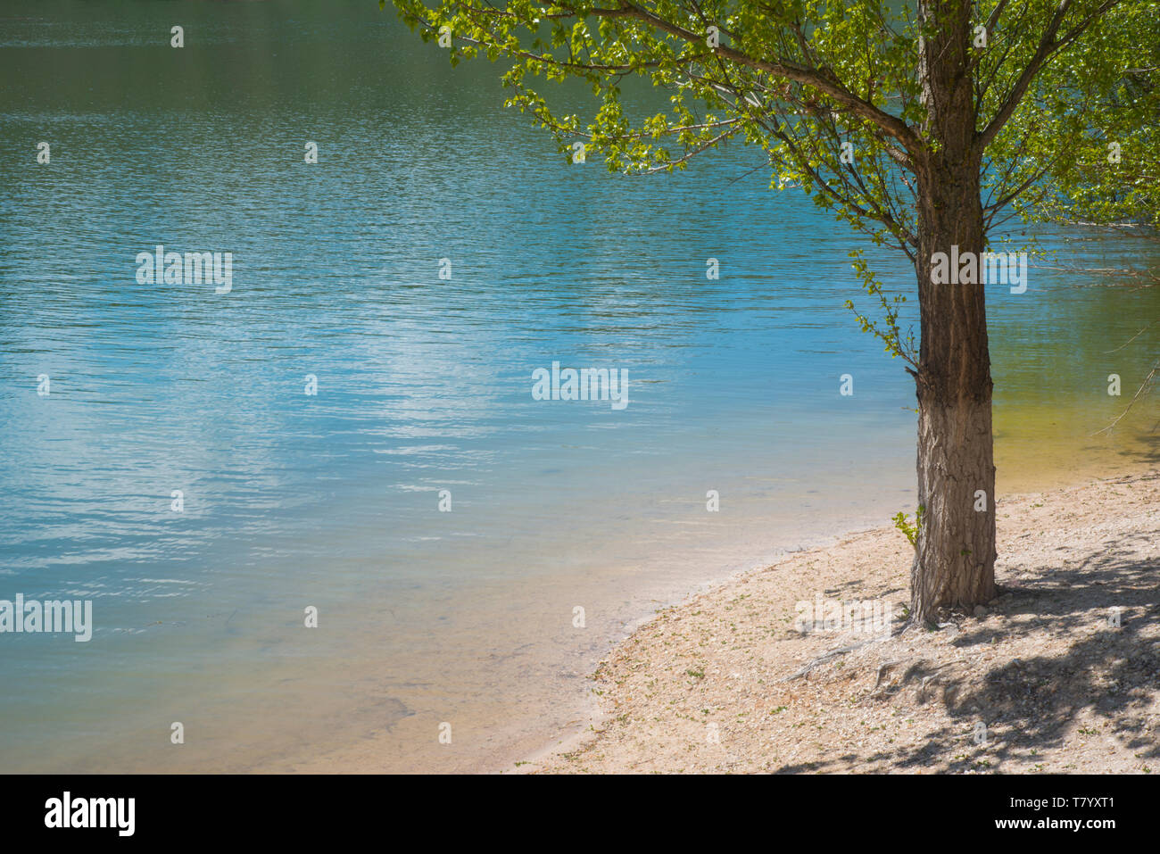 árbol pantano hi-res stock photography and images - Alamy