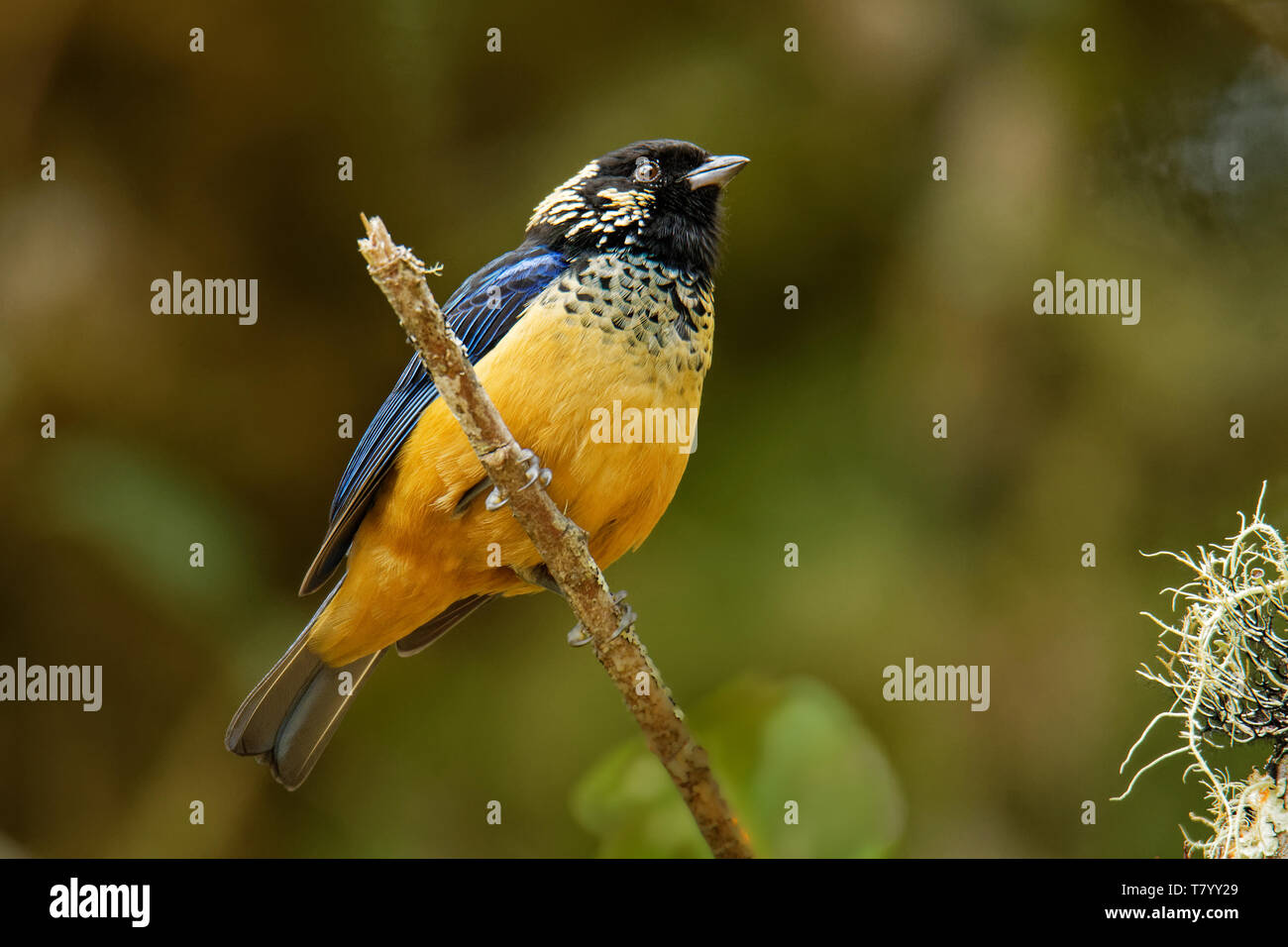 Spangle cheeked tanager hi-res stock photography and images - Alamy