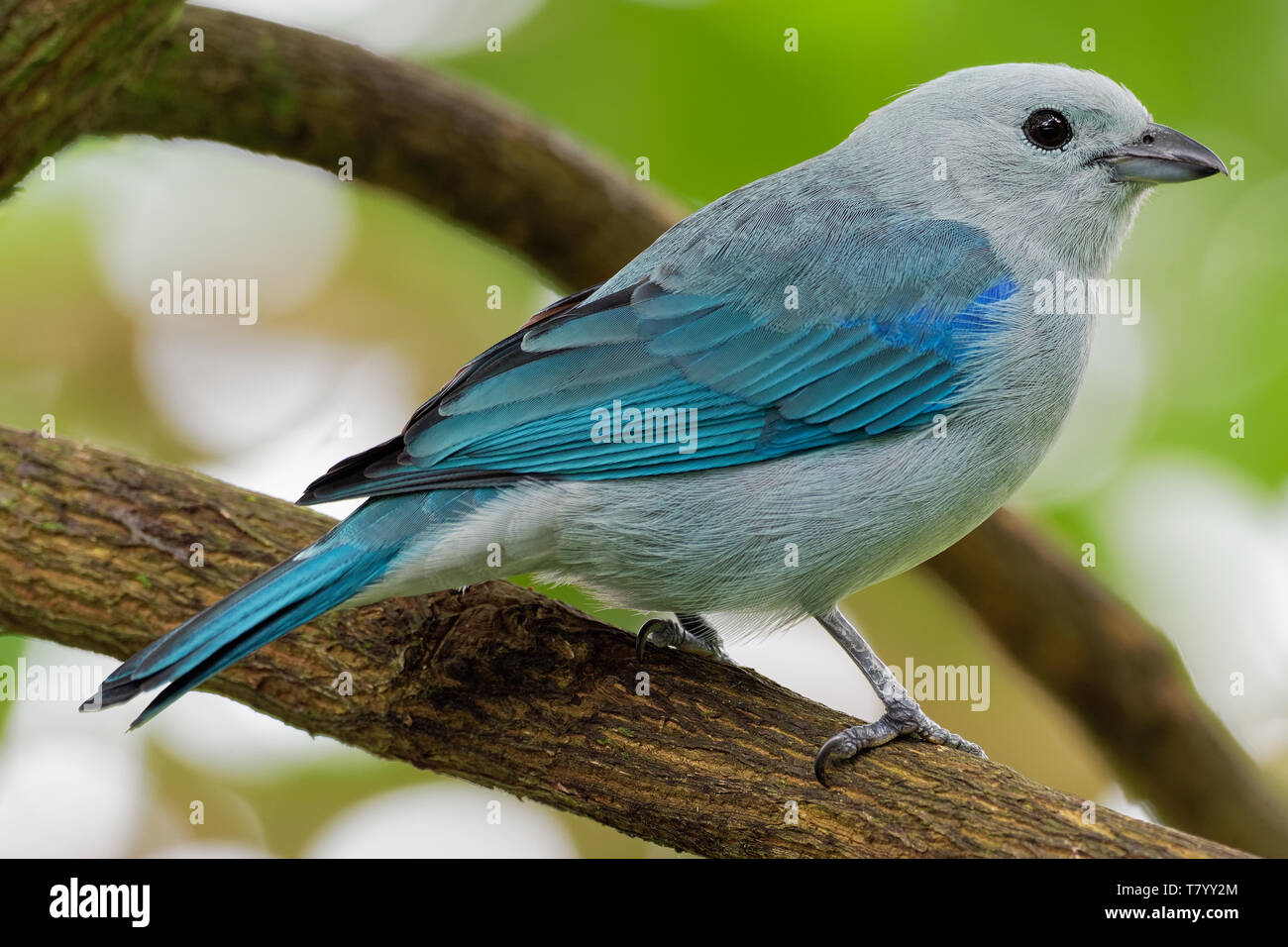 Blue-grey Tanager - Tangara episcopus medium-sized South American ...