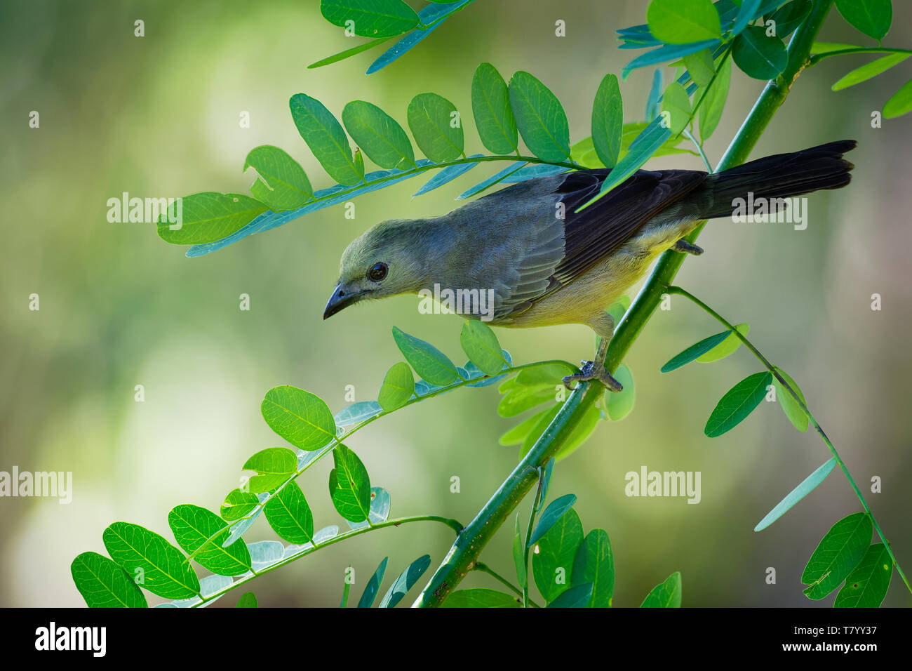National flower of bolivia hi-res stock photography and images - Alamy