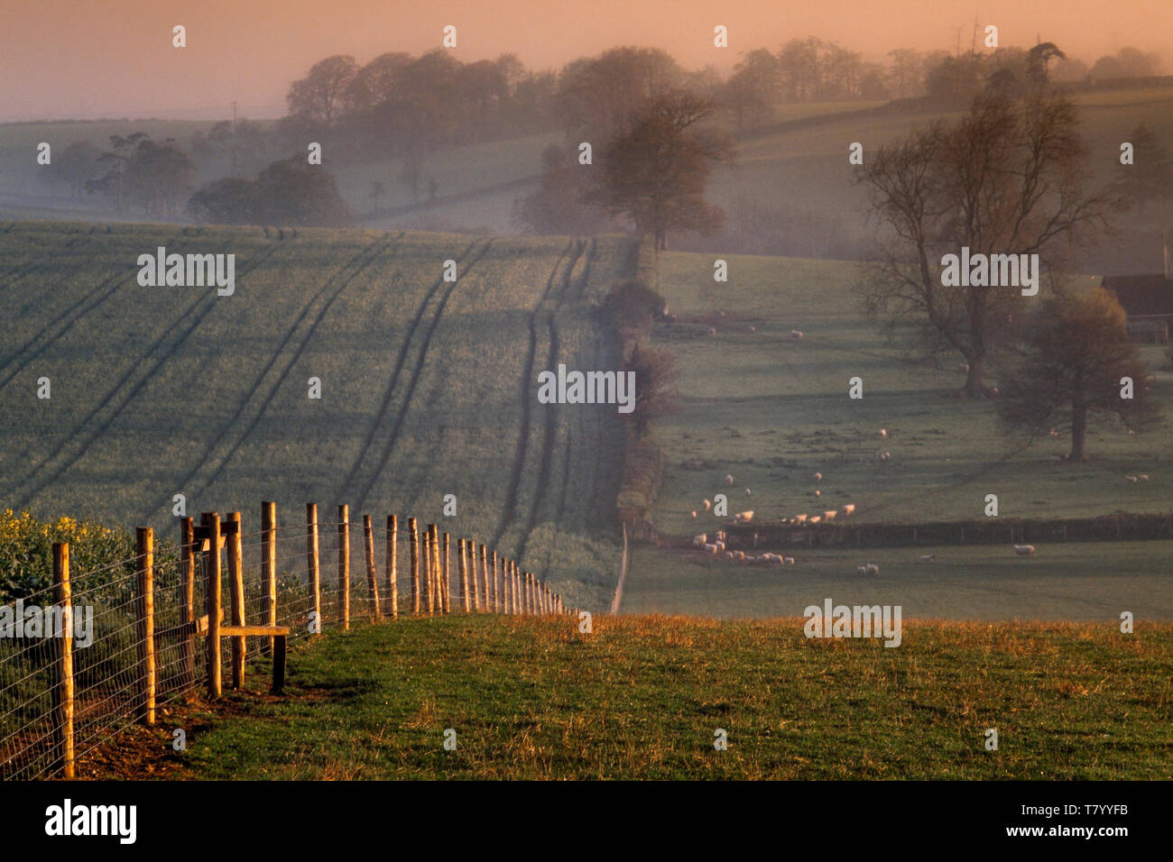 Rural pastoral scene, late winter, early spring, late afternoon, low ...