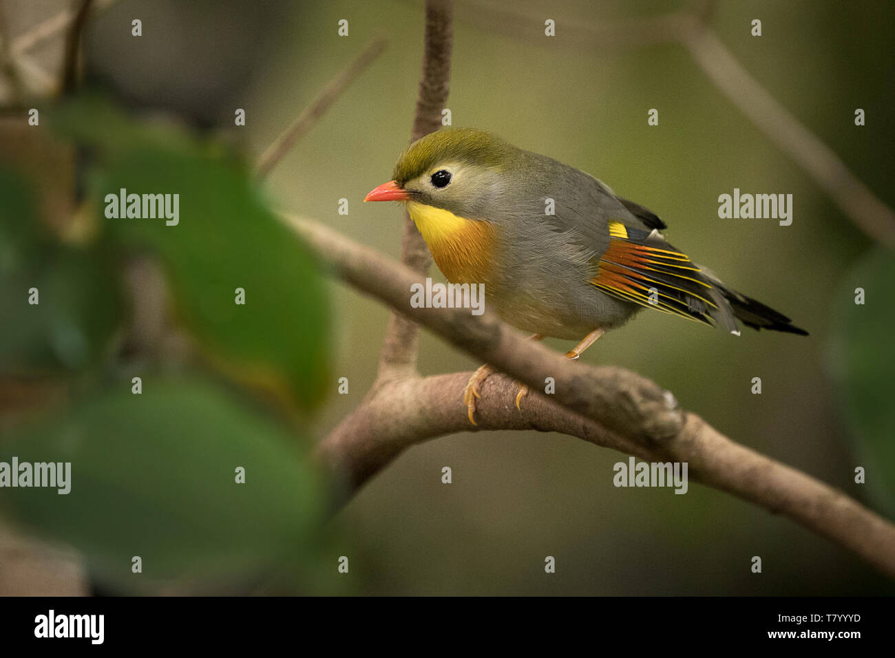 Red-billed Leiothrix - Leiothrix lutea in the forest of China, Barma ...