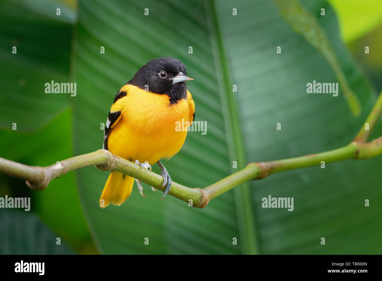 Baltimore Oriole - Icterus galbula is a small icterid blackbird common ...