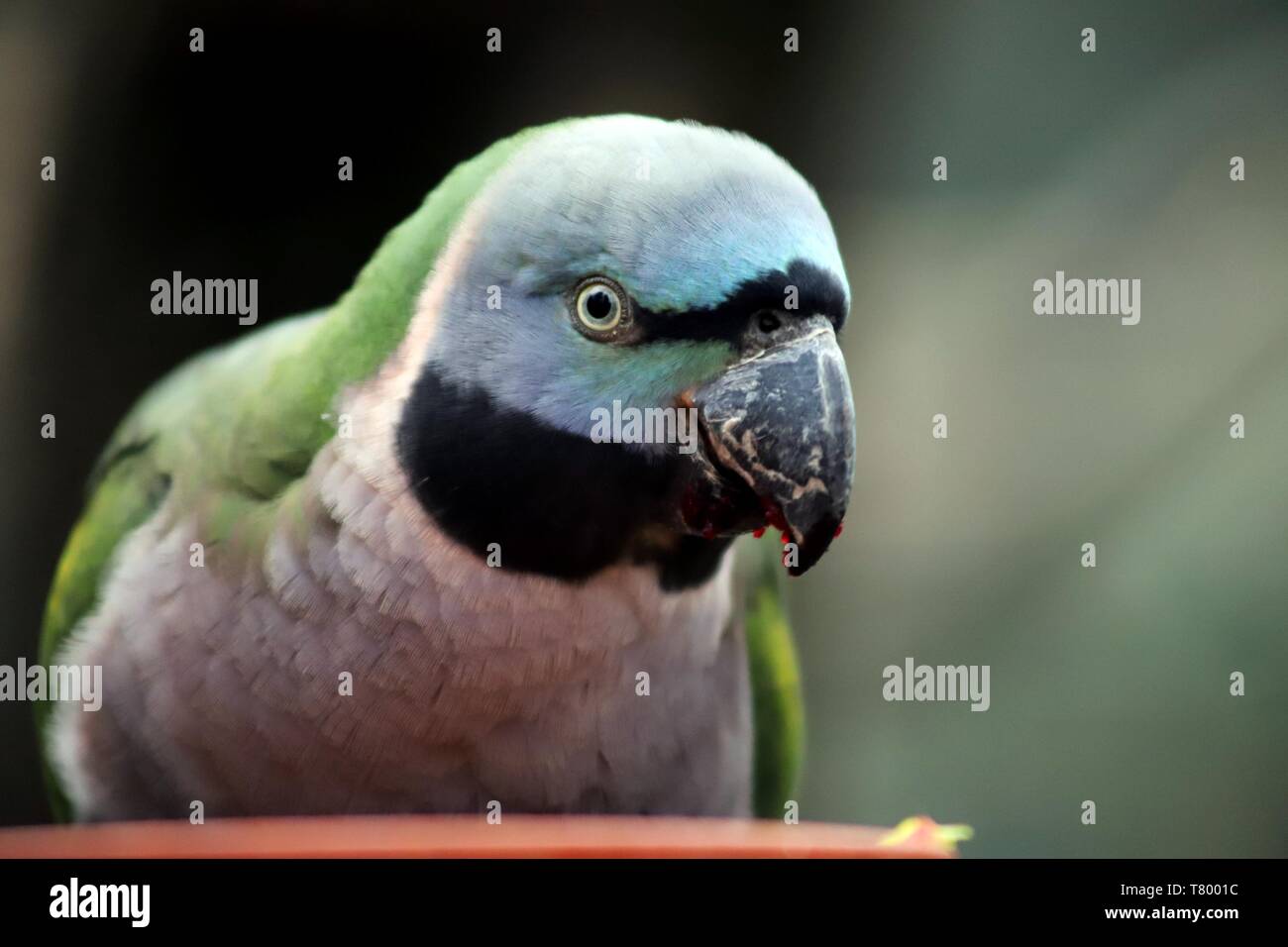Birds in zoo. Parrot Stock Photo - Alamy