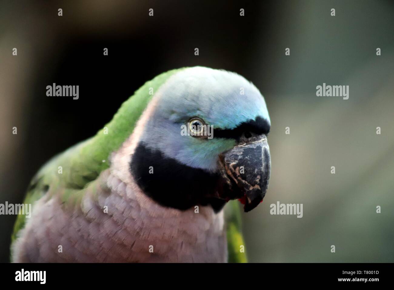 Birds in zoo. Parrot Stock Photo - Alamy