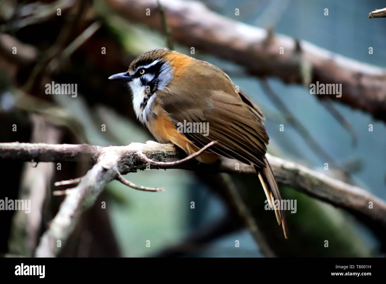 Birds in zoo Stock Photo - Alamy
