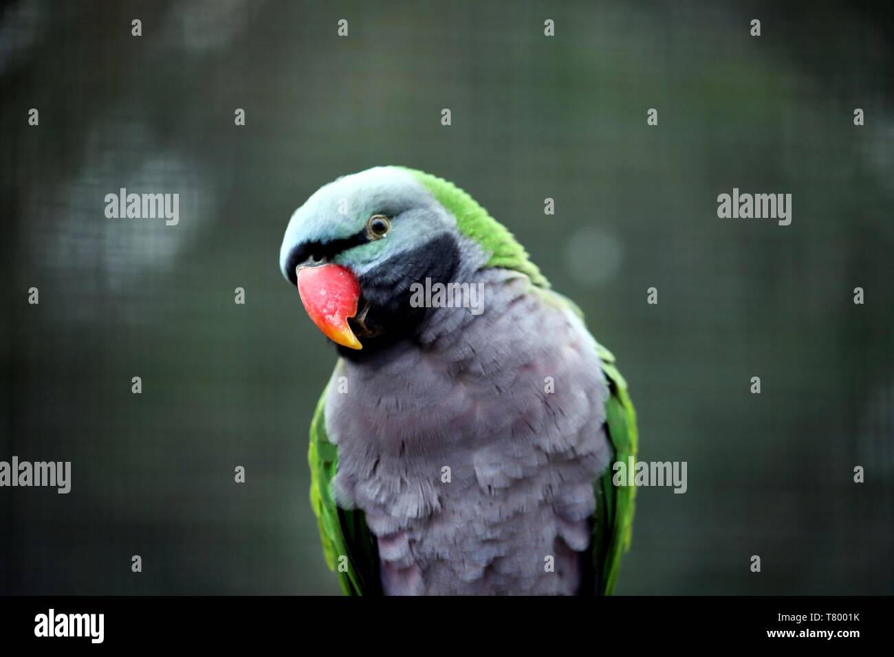 Parrot zoom hi-res stock photography and images - Alamy